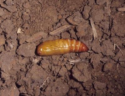 Cutworm - Vegetables | University of Maryland Extension